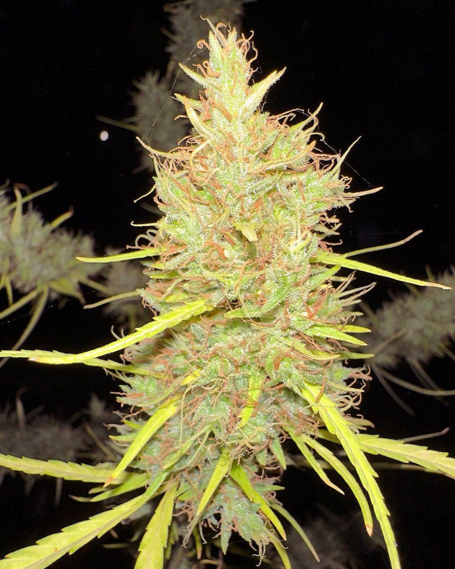 80's Durban Poison 🇿🇦 – Califrosty Seed Bank